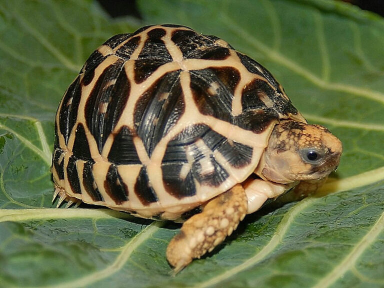 Top 10 Small Tortoise Species: Perfect Pets for Reptile Lovers
