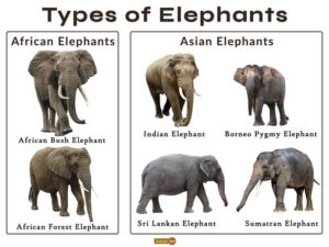 100+ Elephant Names with Meanings | Unique & Cute Ideas