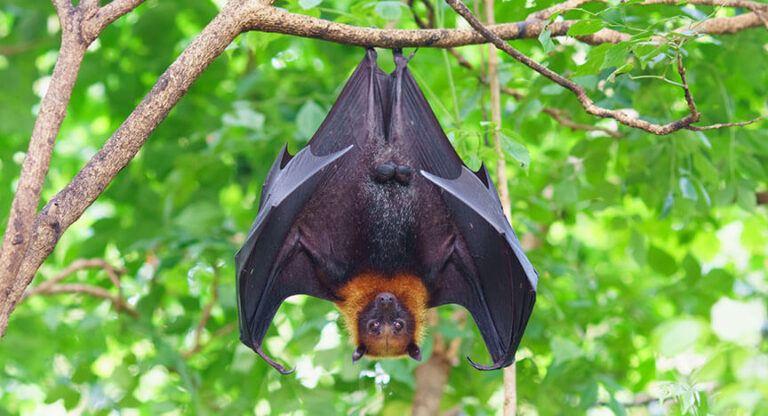 Top 300+ Bat Names with Meaning: Cool, Mythical & Cute Options