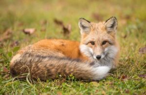 300+ Unique Fox Names with Meanings | Fun & Mythical Choices