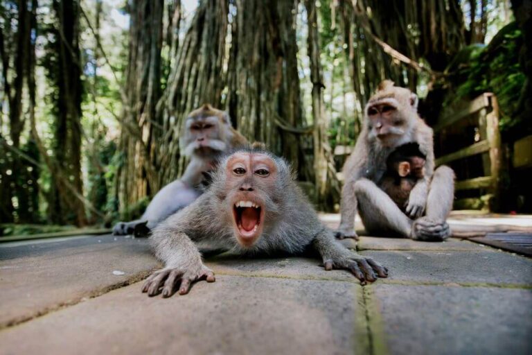 300+ Monkey Names: Fun, Cute, and Famous Ideas for Pets