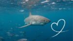 300+ Shark Names with Unique Meanings for Every Shark Lover