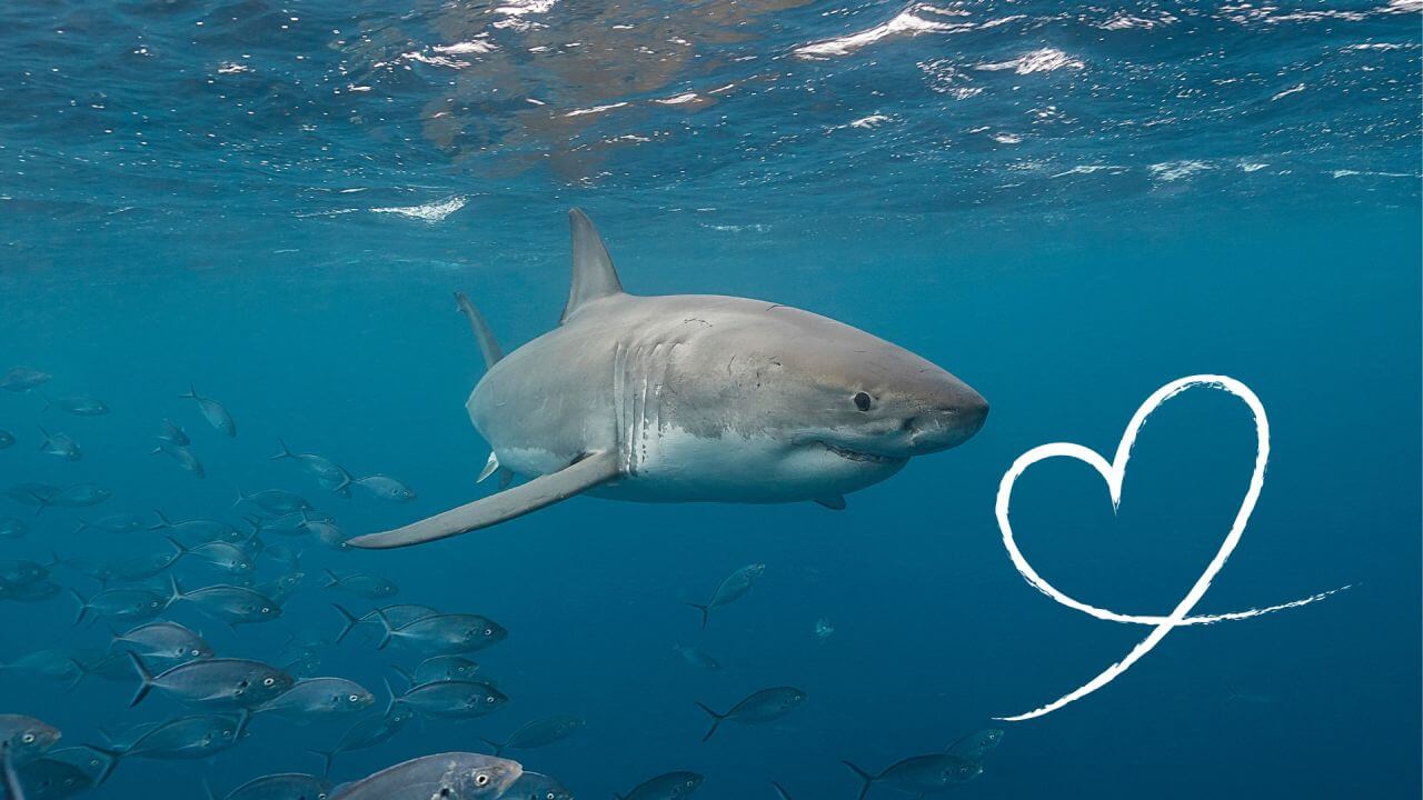 300+ Shark Names with Unique Meanings for Every Shark Lover