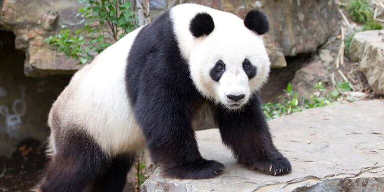 Panda Names: 300+ Adorable Options with Meanings