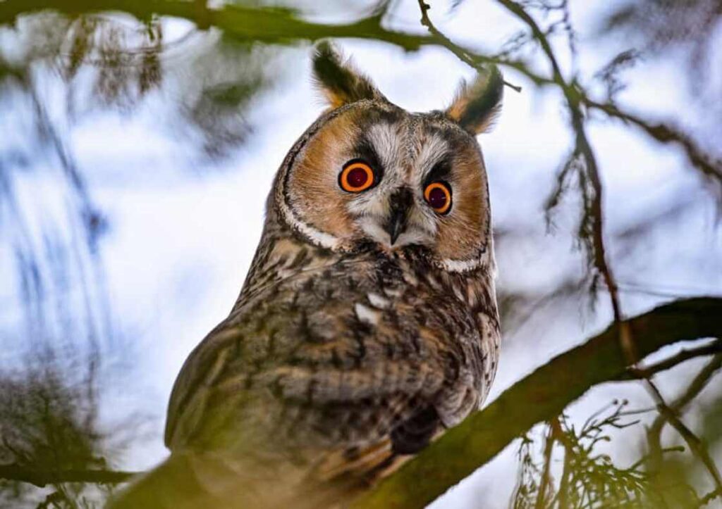 Discover the Great Horned Owl: Traits, Habitat, and Behavior