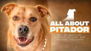 15 Best Pitbull Terrier Mix Breeds: Loyal, Playful, and Strong