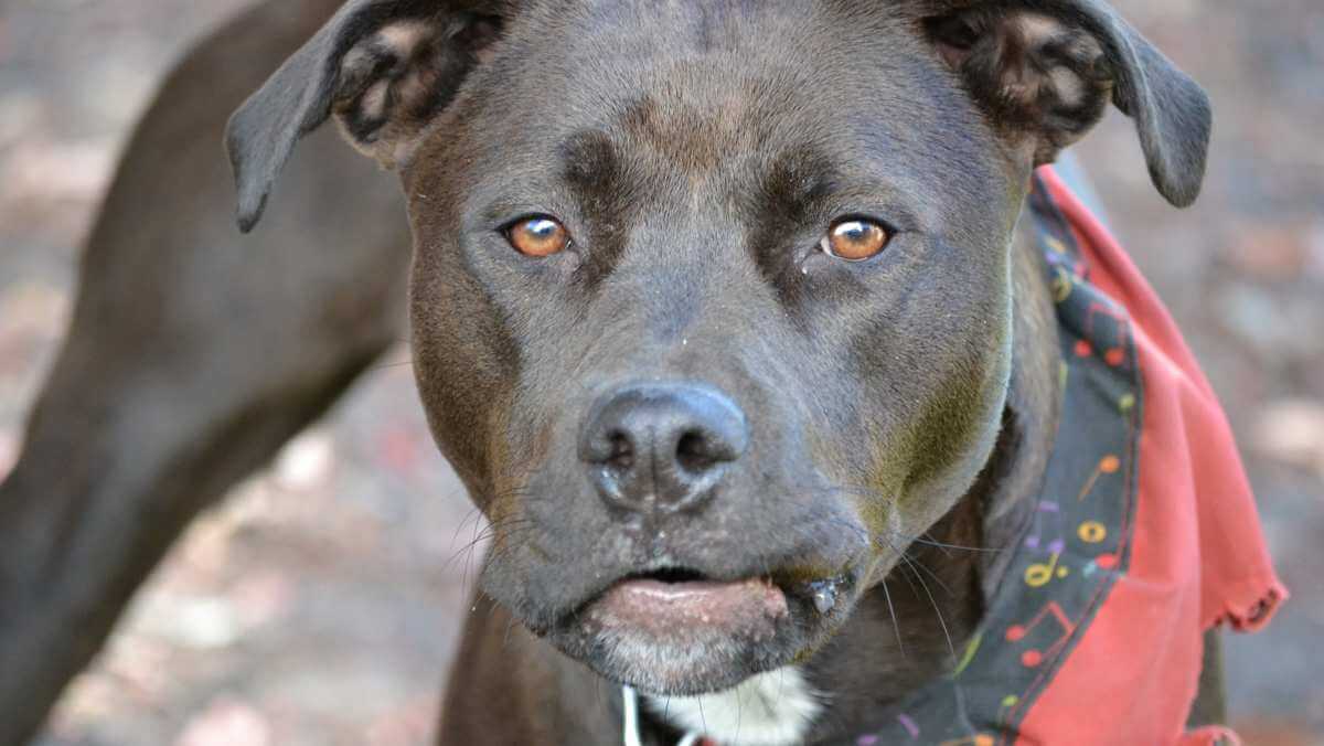 15 Best Pitbull Terrier Mix Breeds: Loyal, Playful, and Strong