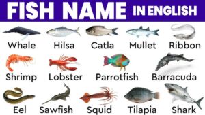 300+ Cute & Catchy Fish Names for Your Aquatic Friends