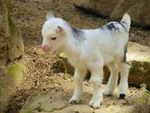 300+ Unique Goat Names: From Angus to Waffles | AnimalGator