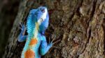 300+ Unique Lizard Names: Find the Perfect Name for Your Pet