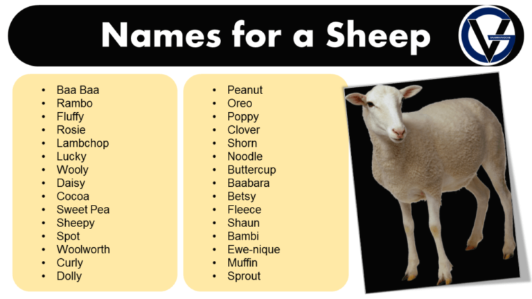 250+ Unique Sheep Names: Adorable, Classic, and Fun Options