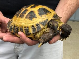 Top 10 Small Tortoise Species: Perfect Pets for Reptile Lovers