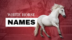 200+ Best Horse Names: Unique, Classic, Strong & Playful Options