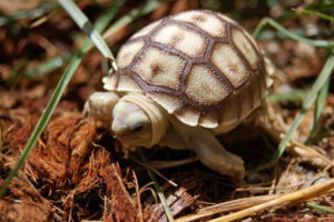 Top 10 Small Tortoise Species: Perfect Pets for Reptile Lovers