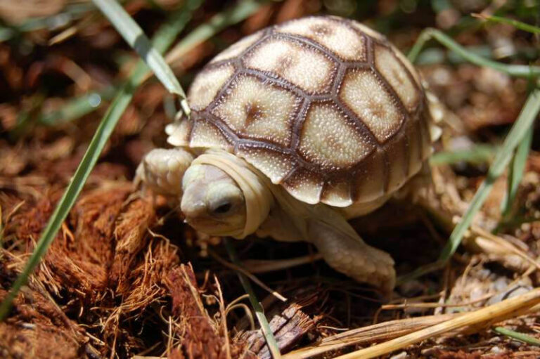Top 10 Small Tortoise Species: Perfect Pets for Reptile Lovers