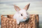 250+ Bunny Names: Cute, Unique, Funny & Famous Rabbit Names