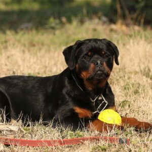 Dog Weight Calculator | Estimate Puppy Weight Calculator