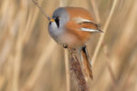 Bearded Reedling: Habitat, Behavior, Diet, and Conservation Facts
