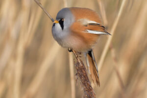 Bearded Reedling: Habitat, Behavior, Diet, and Conservation Facts
