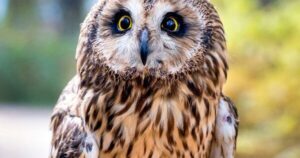 250+ Owl Names: Cute, Mythical, and Unique Ideas for Your Owl