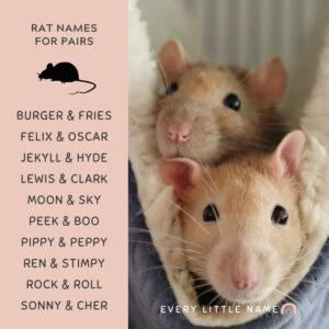 200+ Best Rat Names for Pairs: Unique, Cute, and Funny Ideas