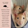 200+ Best Rat Names for Pairs: Unique, Cute, and Funny Ideas