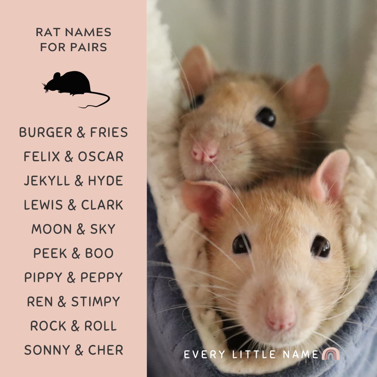 200+ Best Rat Names for Pairs: Unique, Cute, and Funny Ideas