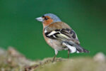 Common Chaffinch: Characteristics, Habitat, and Behavior