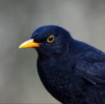 Discover the Eurasian Blackbird: Facts and Habitat Guide
