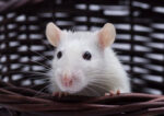 200+ Best Male Rat Names for Your New Furry Friend