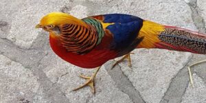 Golden Pheasant: Habitat, Diet, Behavior, and Conservation