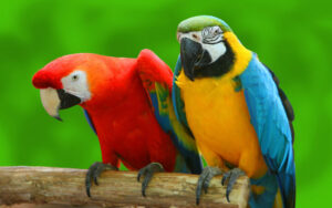Macaw: Classification, Behavior, Diet, and Conservation Insights