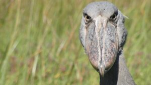 Shoebill Bird: Habitat, Diet, Behavior, and Conservation Facts