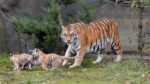 100+ Tiger Names: Fierce, Unique, and Playful Ideas