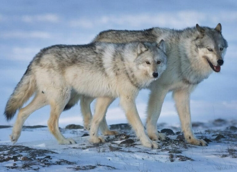 250+ Female Wolf Names: Fierce, Mythical, and Unique Ideas