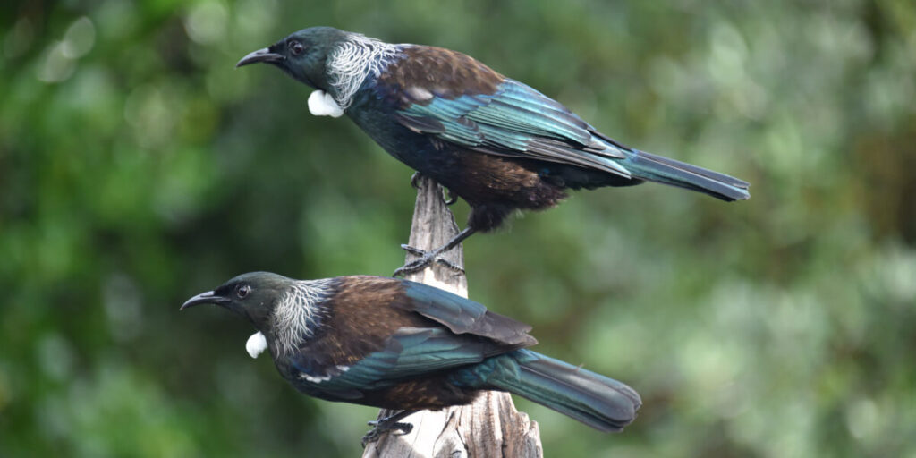 Discover the Tui Bird: New Zealand's Unique Songbird
