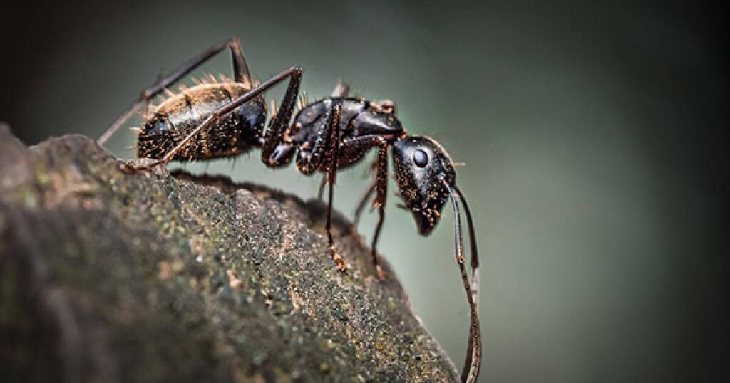 200+ Best Zebra Names: Male, Female, Unique & Funny Ideas