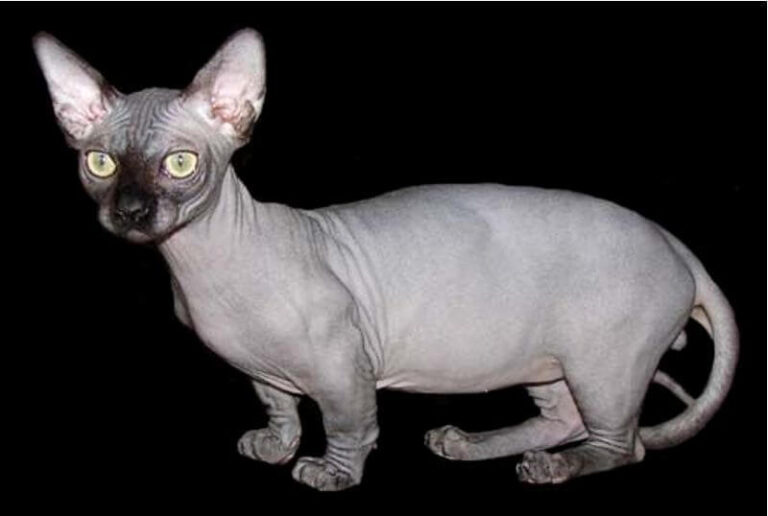 Top 10 Hairless Cat Breeds – Unique Traits & Care Guide