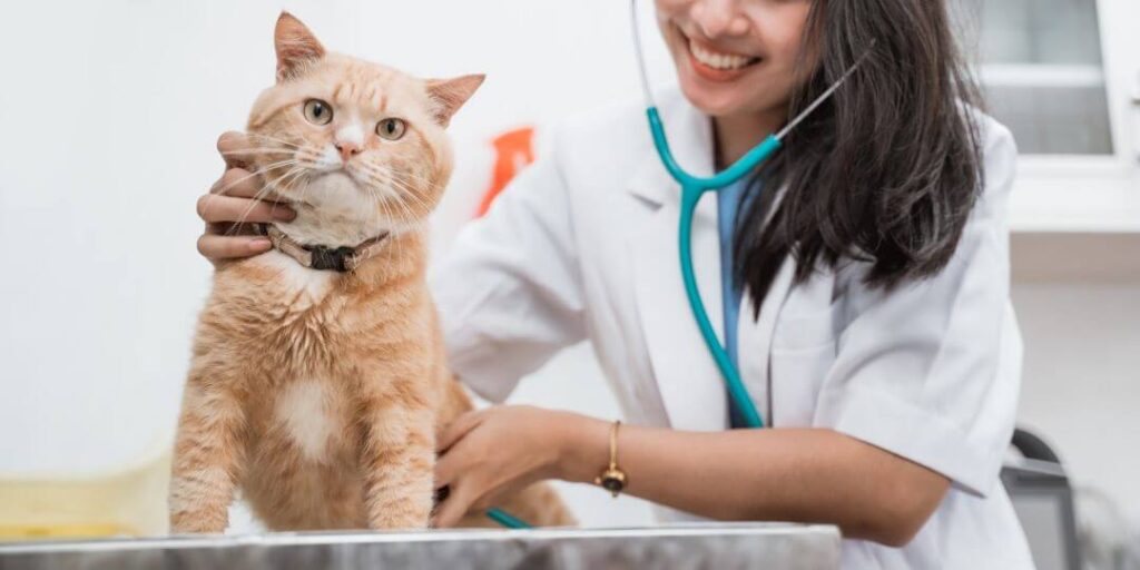 Cat Pregnancy: Signs, Stages, and Care Guide - AnimalGator