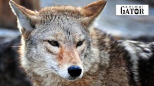 500+ Unique Coyote Names with Meanings for Every Personality