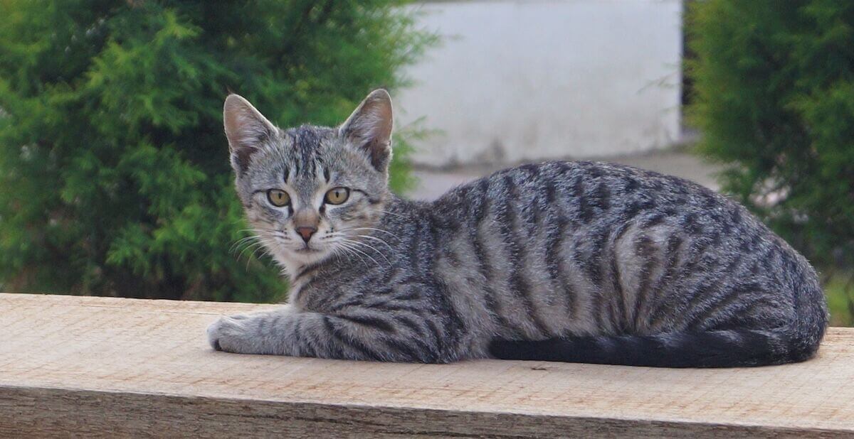Grey Tabby Cats: Personality, Care & Breed Guide