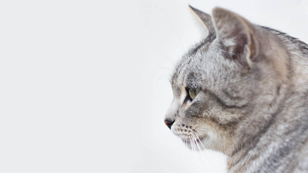 Grey Tabby Cats: Personality, Care & Breed Guide