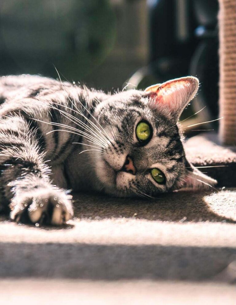 Grey Tabby Cats: Personality, Care & Breed Guide