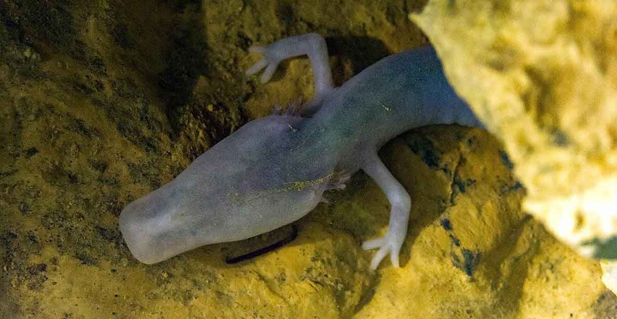 Olm vs Axolotl: Key Differences Amphibian Lovers Must Know