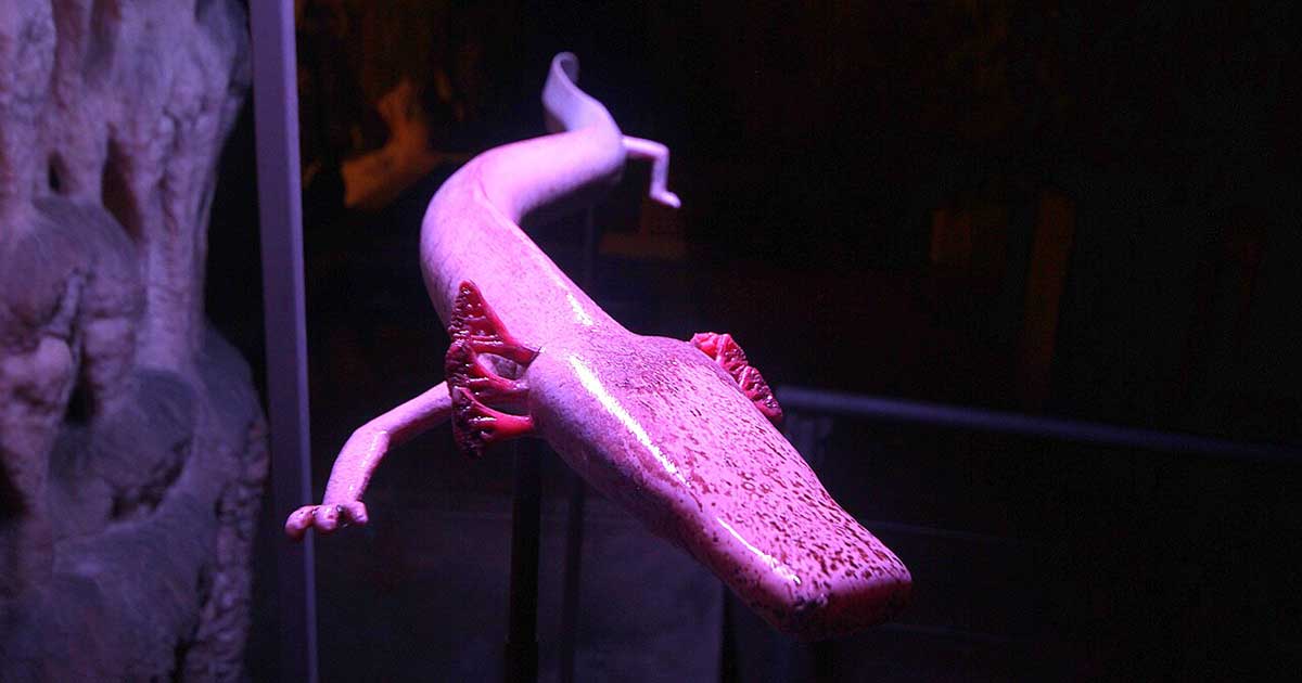 Olm vs Axolotl: Key Differences Amphibian Lovers Must Know