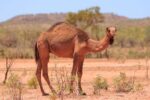 200+ Best Camel Names – Funny, Cool, Unique & Cute Ideas