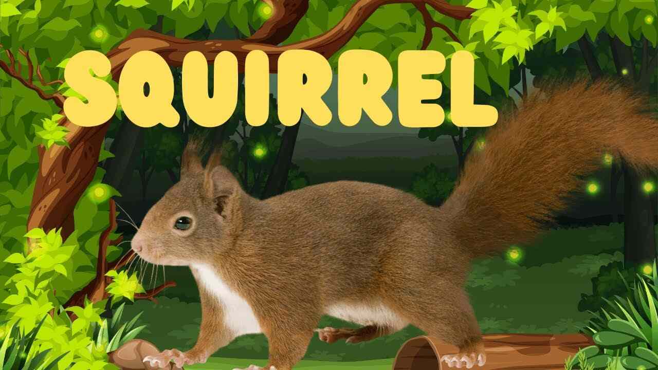 Best Squirrel Names: Cute, Funny, Unique & Popular Ideas