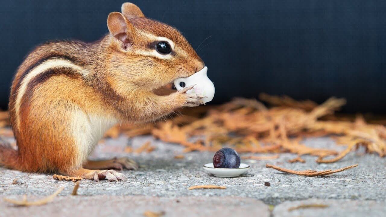 250+ Best Chipmunk Names: Cute, Funny, Unique & Cool Ideas