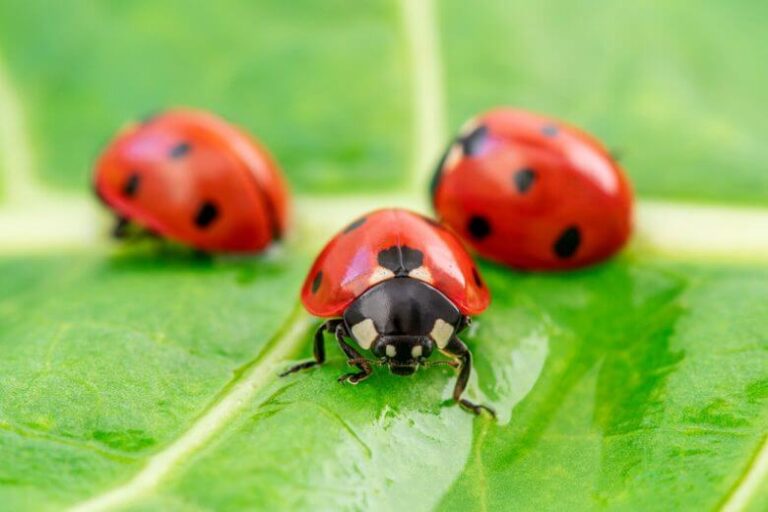 200+ Best Ladybug Names: Cute, Funny, Unique & Cool Ideas