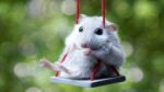 200+ Cute & Unique Mouse Names for Pets | Top Picks for 2025